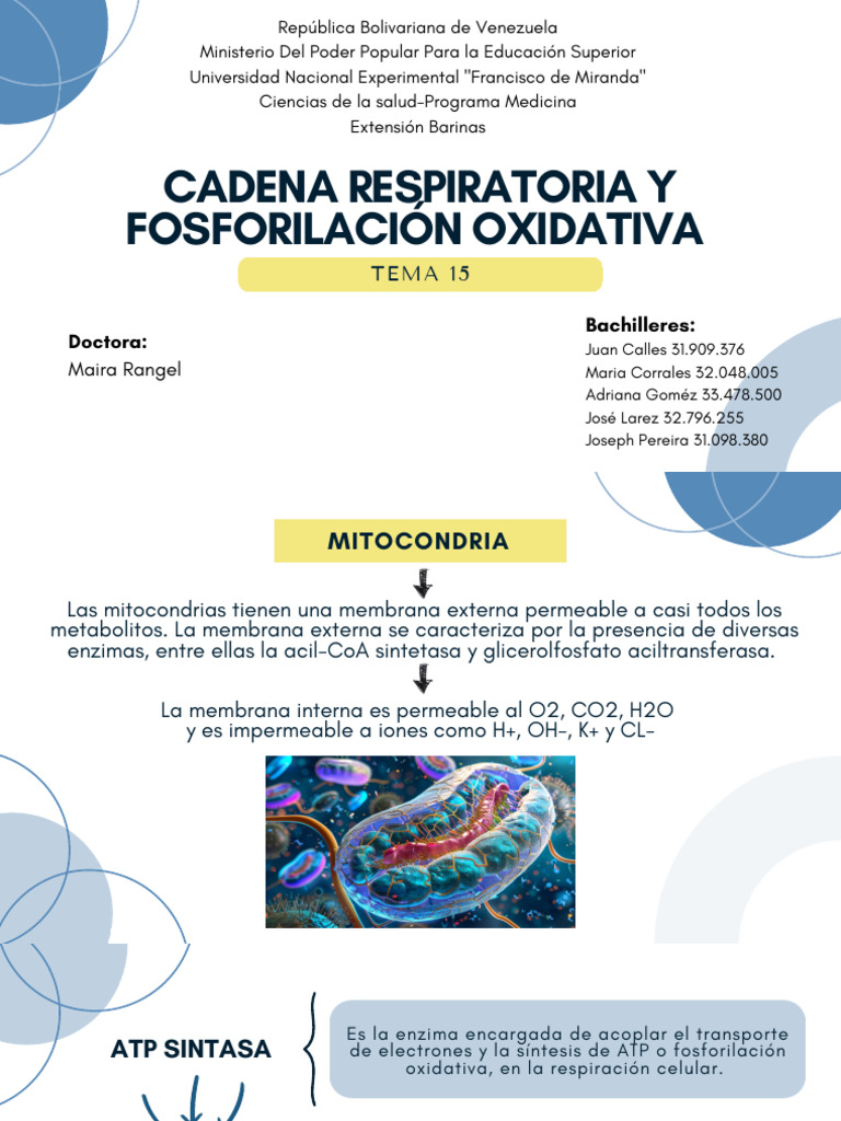 Tema 15, morfo I | PDF | Cadena de transporte de electrones | Trifosfato de adenosina