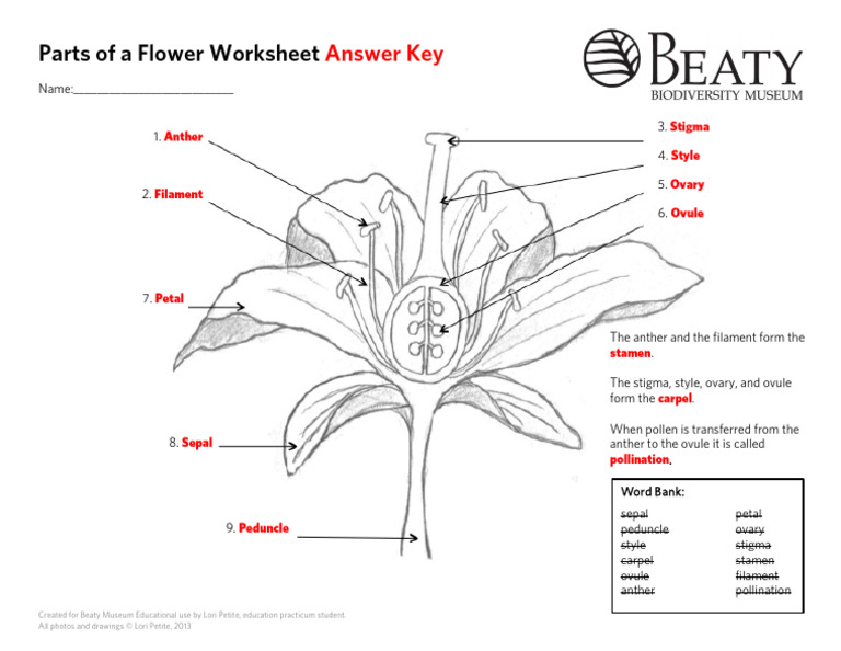 Flower Parts Worksheet Answer Key | PDF