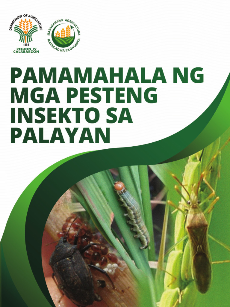 Pamamahala NG Mga Pesteng Insekto Sa Palayan | PDF