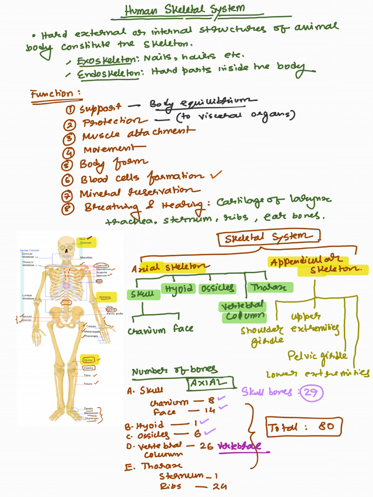 Skeletal System 2 | PDF