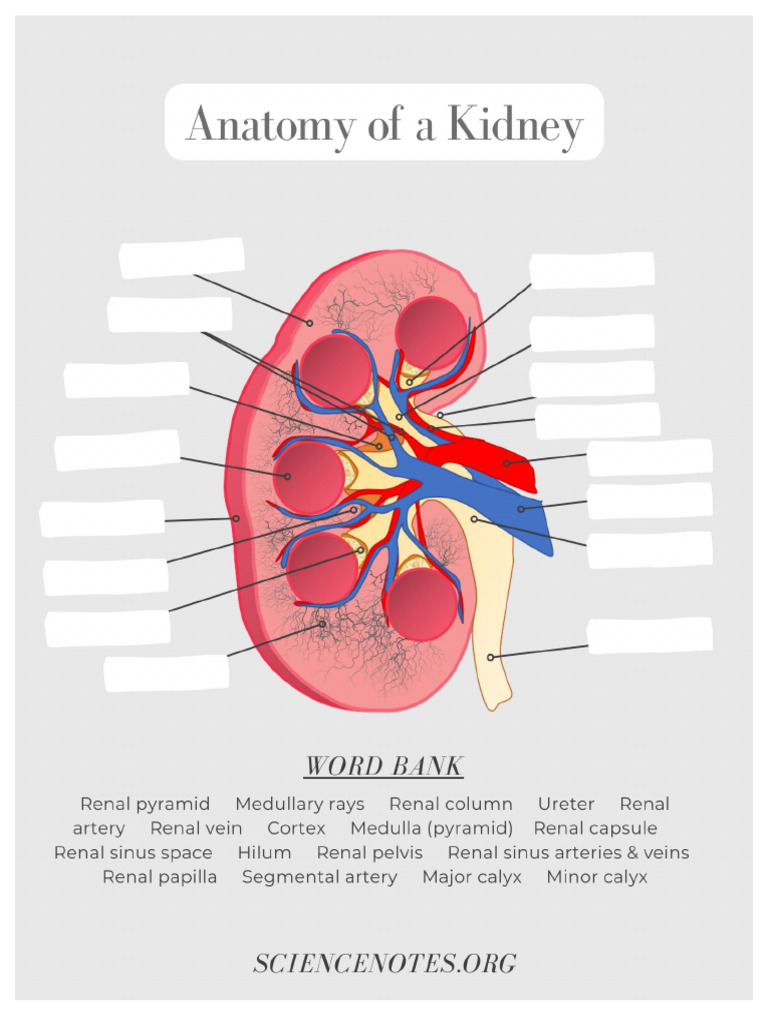 Anatomy of A Kidney | PDF