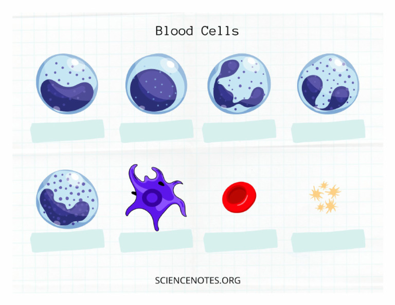 Types of Blood Cells 1 | PDF