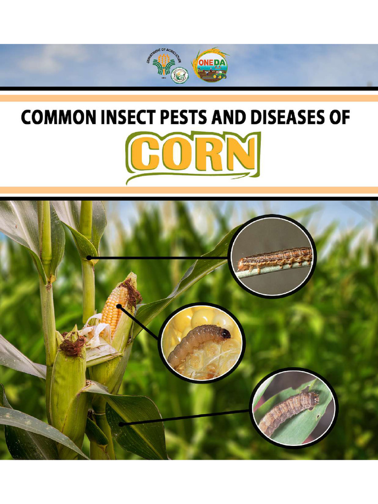CORN Pests and Diseases | PDF