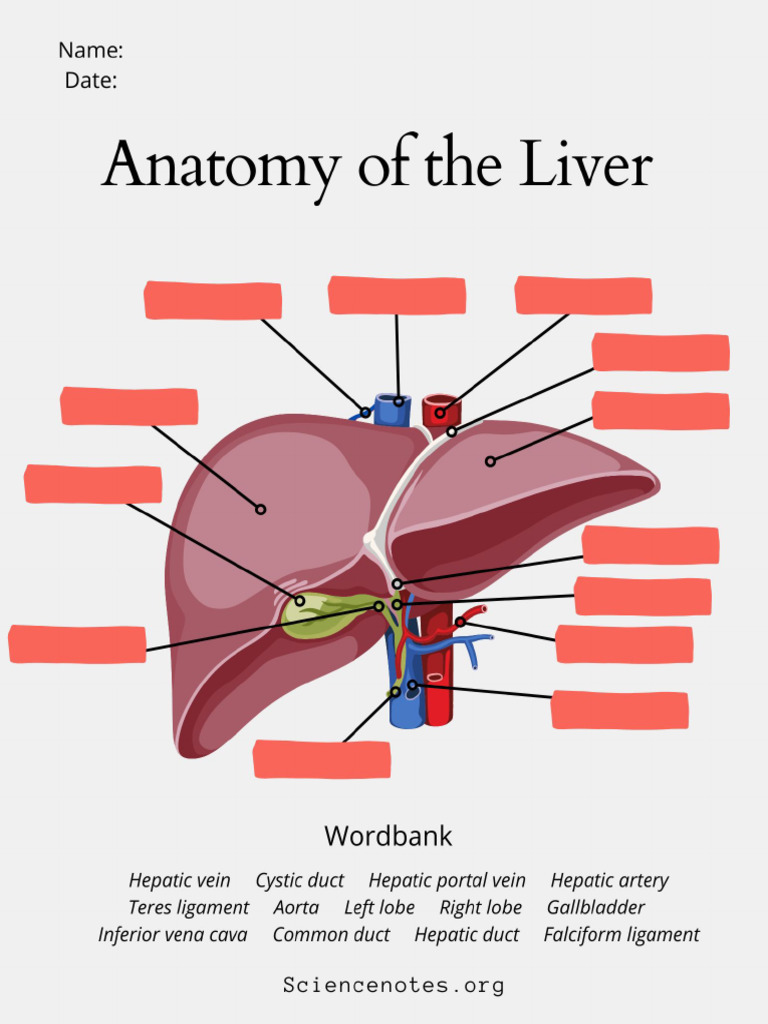 Anatomy-of-the-Liver | PDF