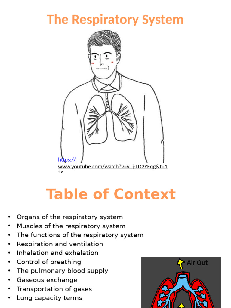 The Respiratory System | PDF | Respiratory Tract | Lung