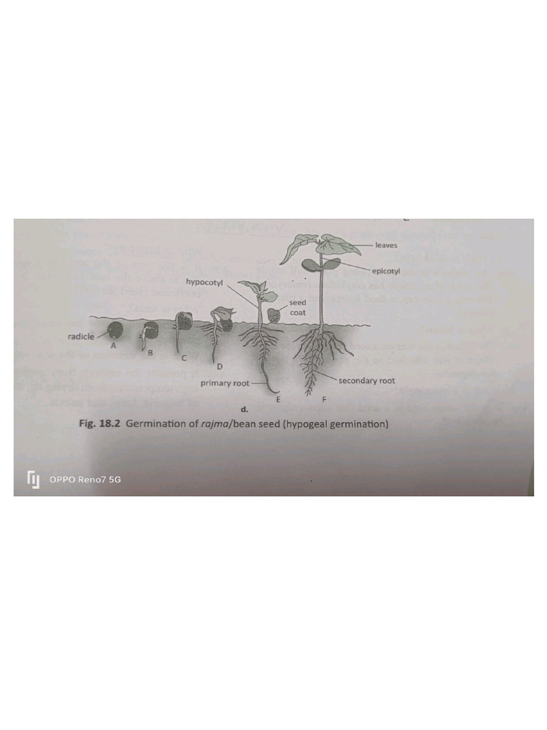 Germination of Seeds | PDF