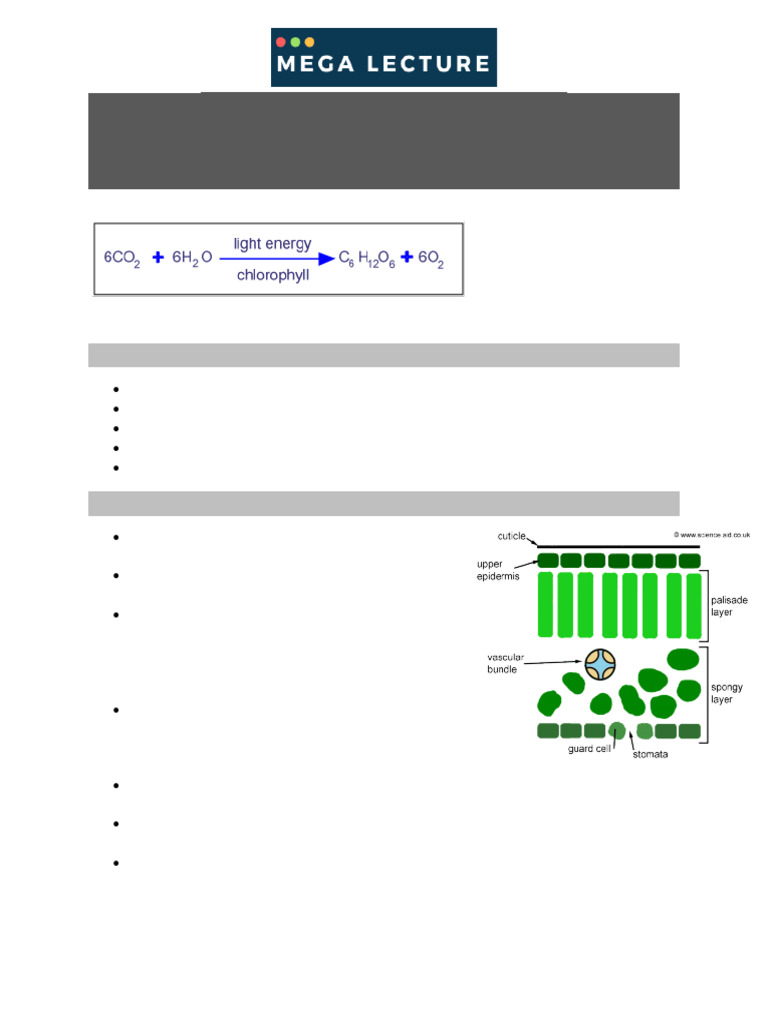 IGCSE Biology Notes | PDF | Leaf | Stoma