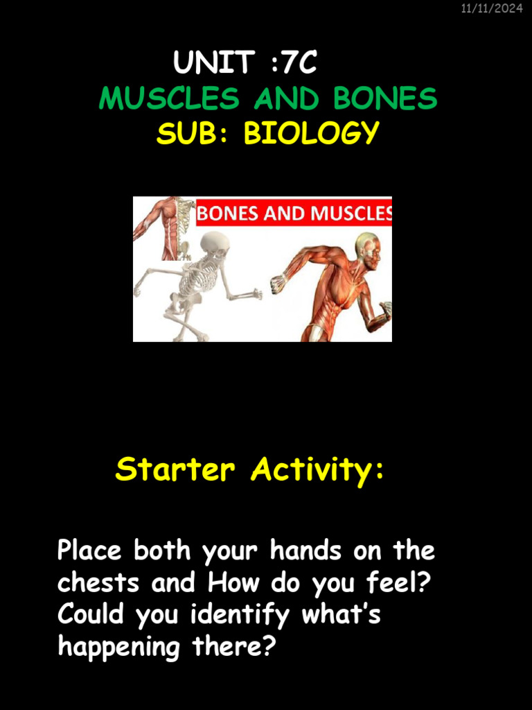 Bio - Muscles | PDF