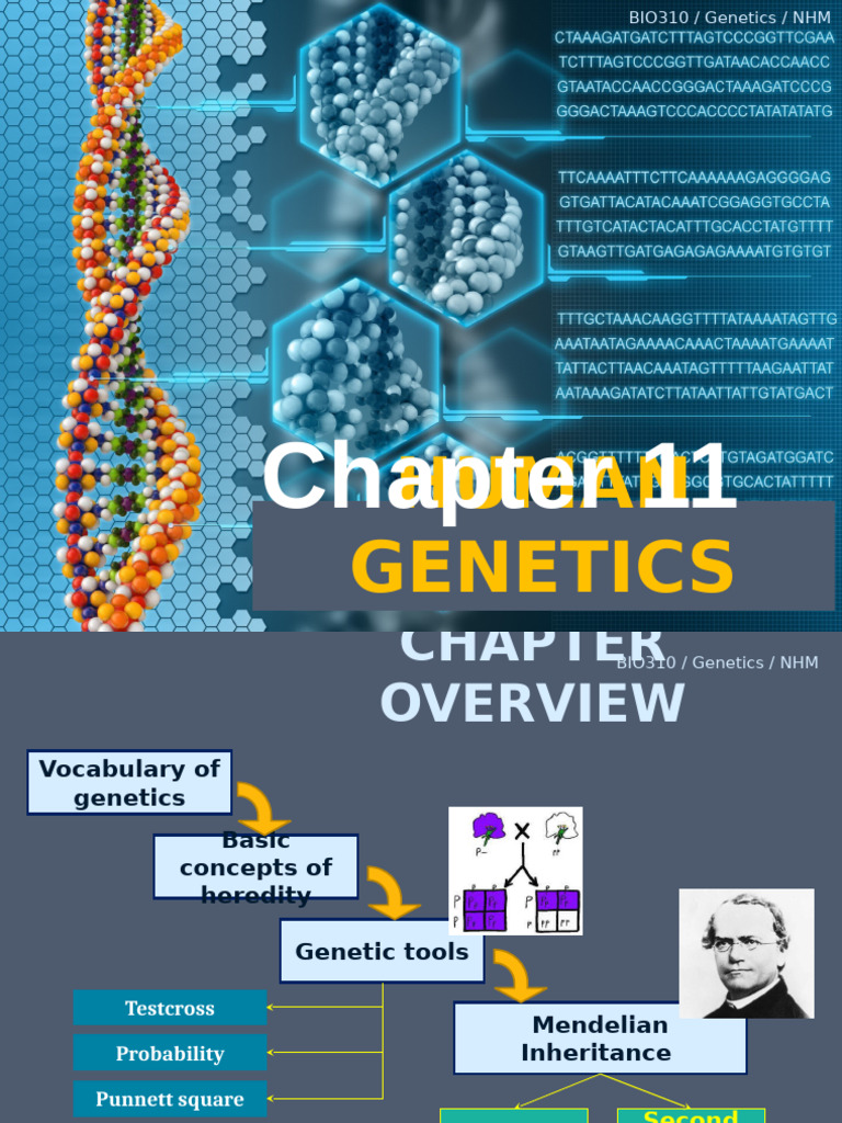 Chapter 11_Human genetics | PDF | Dominance (Genetics) | Zygosity