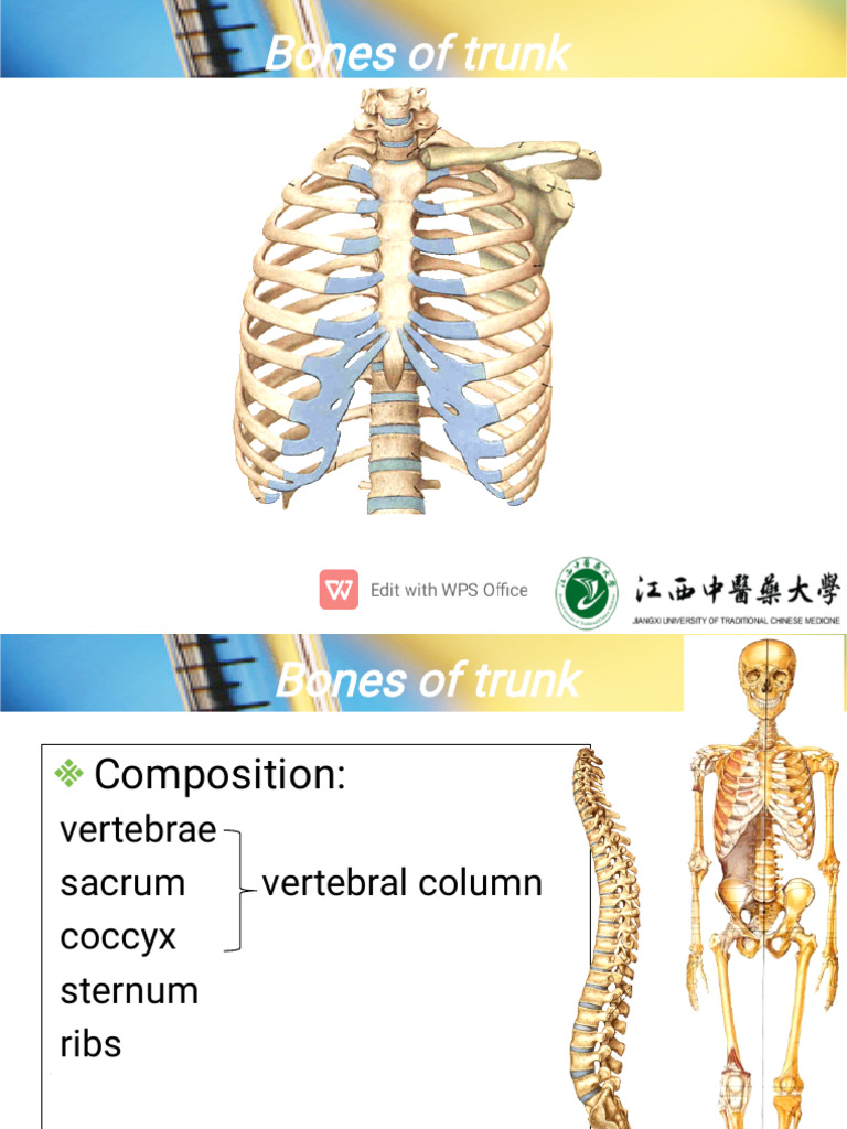 Bones of Trunk - All | PDF | Vertebra | Vertebral Column