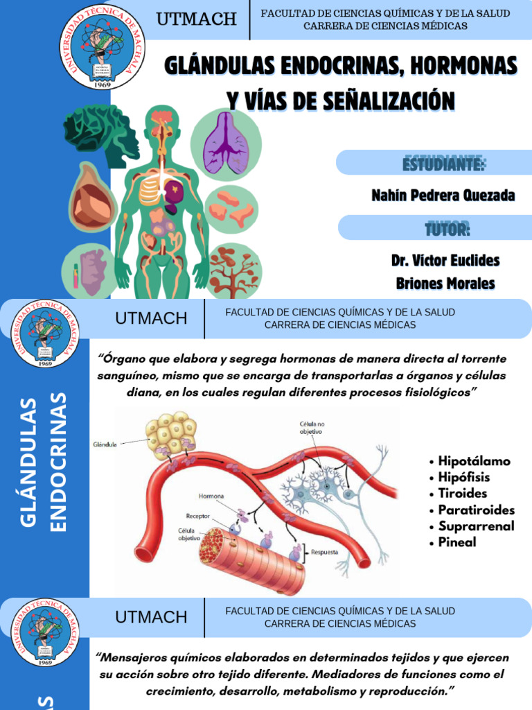 Glándulas y Hormonas Endocrinas | PDF | Sistema endocrino | Hormona