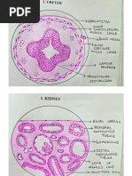 Balakrishna Shetty - Histology Practical Manual 5E | PDF