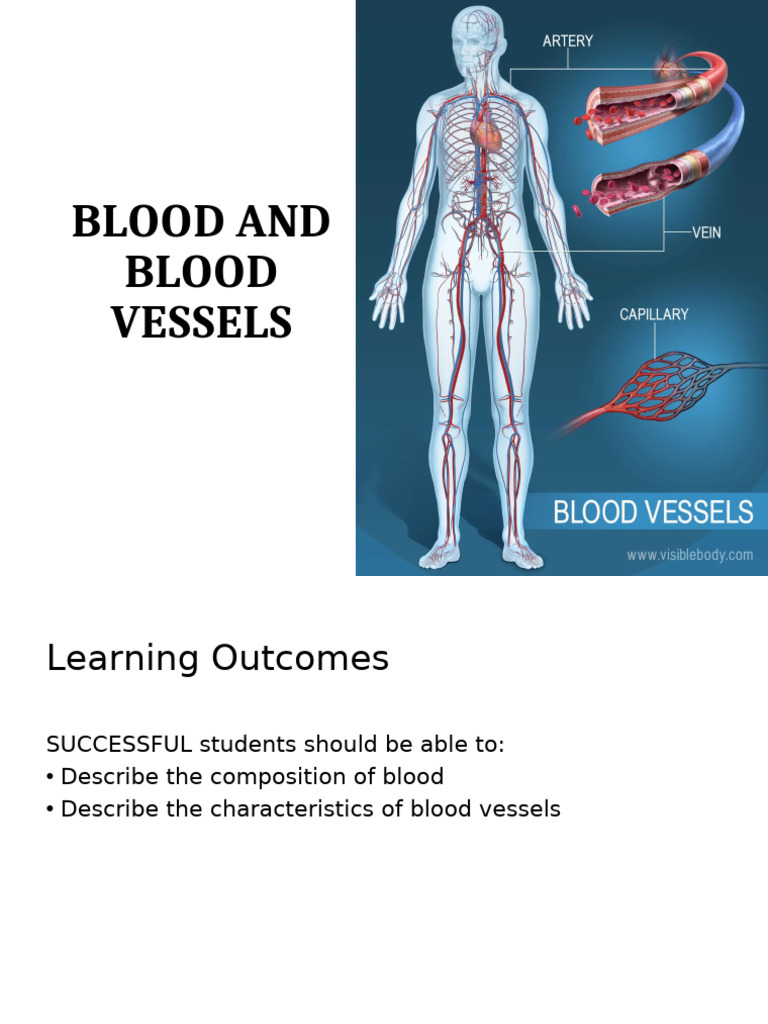 Blood & Blood Vessels (1) | PDF | Artery | Capillary