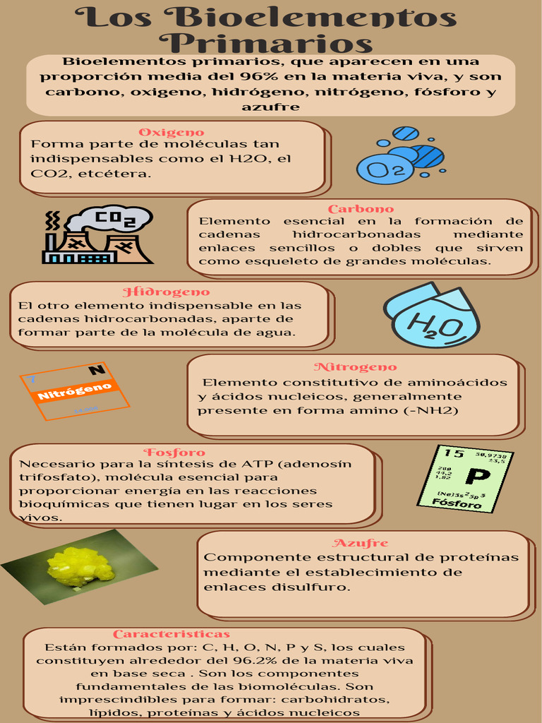 Bioelementos Primarios y Secundarios en Vida | PDF | Biomoléculas ...