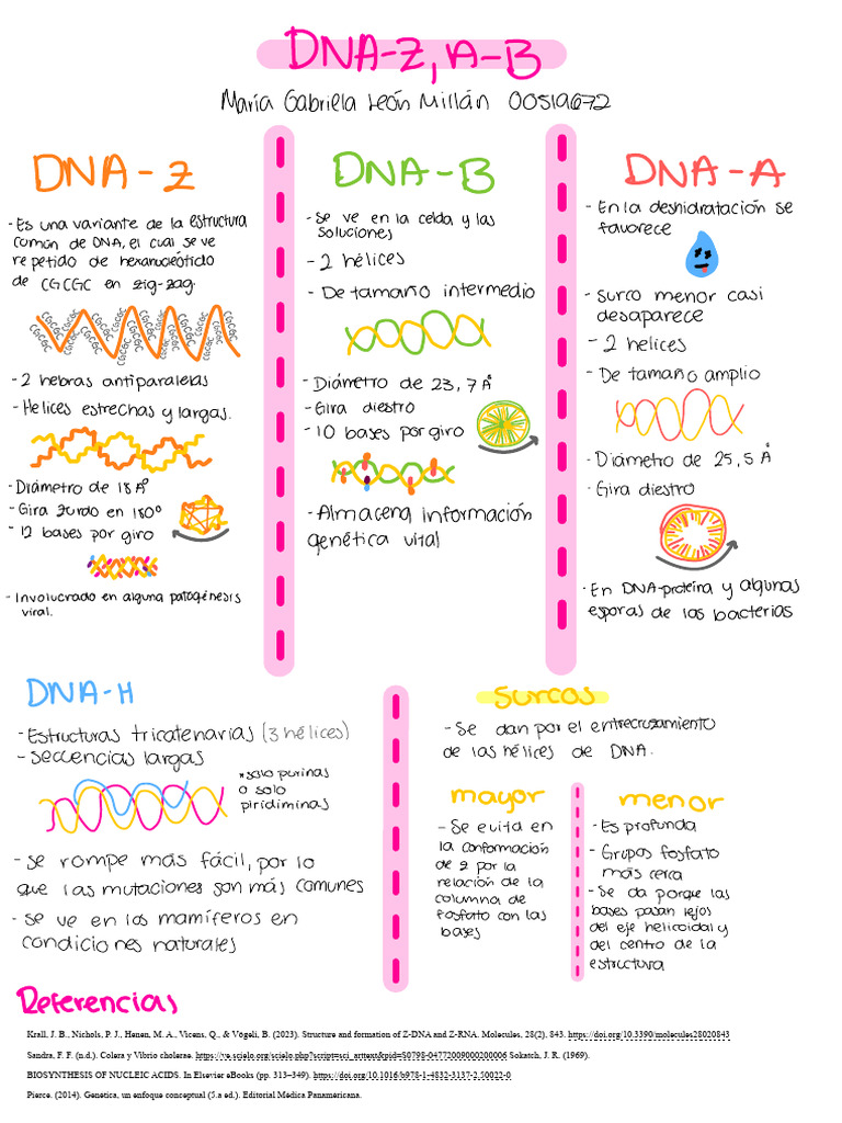 Estructura y formación de Z-DNA | PDF | Adn | Nucleótidos