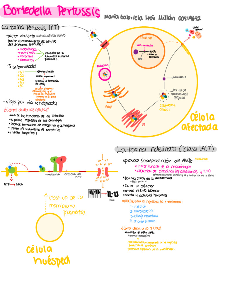 Pertussis Bortedella y Toxina Colérica | PDF | Citocina | Inflamación