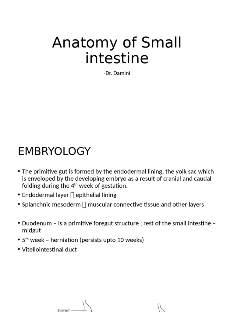 Anatomy of Small Intestine | PDF | Small Intestine | Digestion