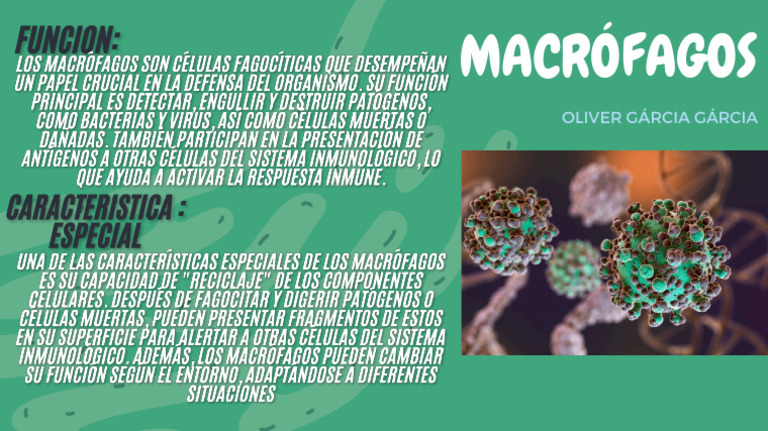 MACRÓFAGOS | PDF