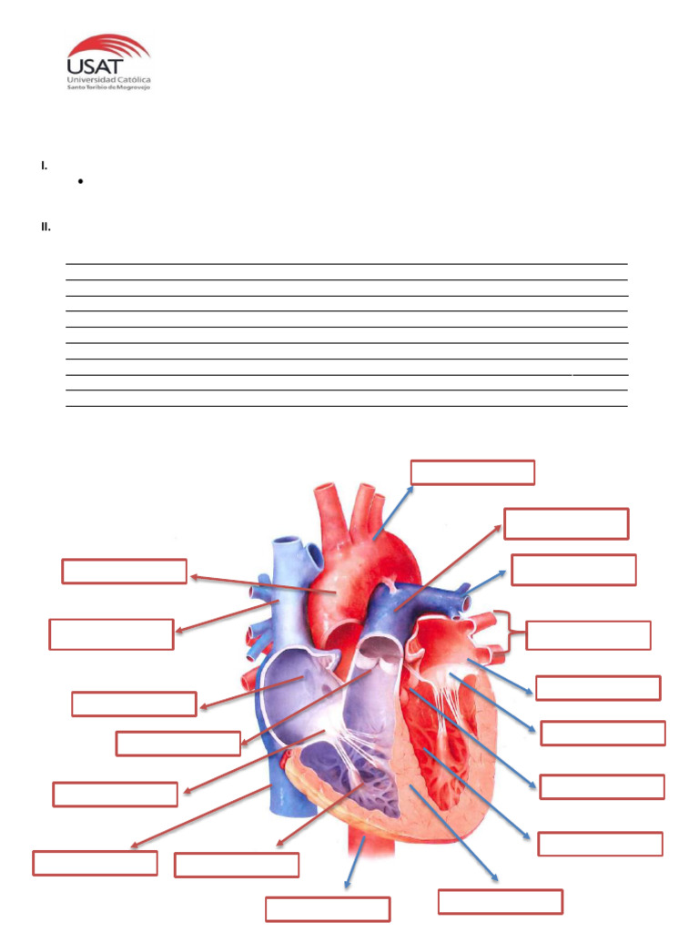 Cuaderno de Trabajo Sistema Cardiovascular-Anatomía Del Corazón y ...