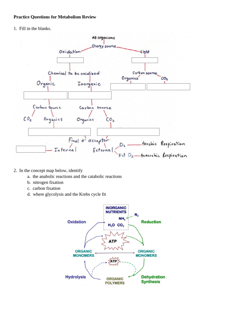 Metabolism Review Practice Questions | PDF