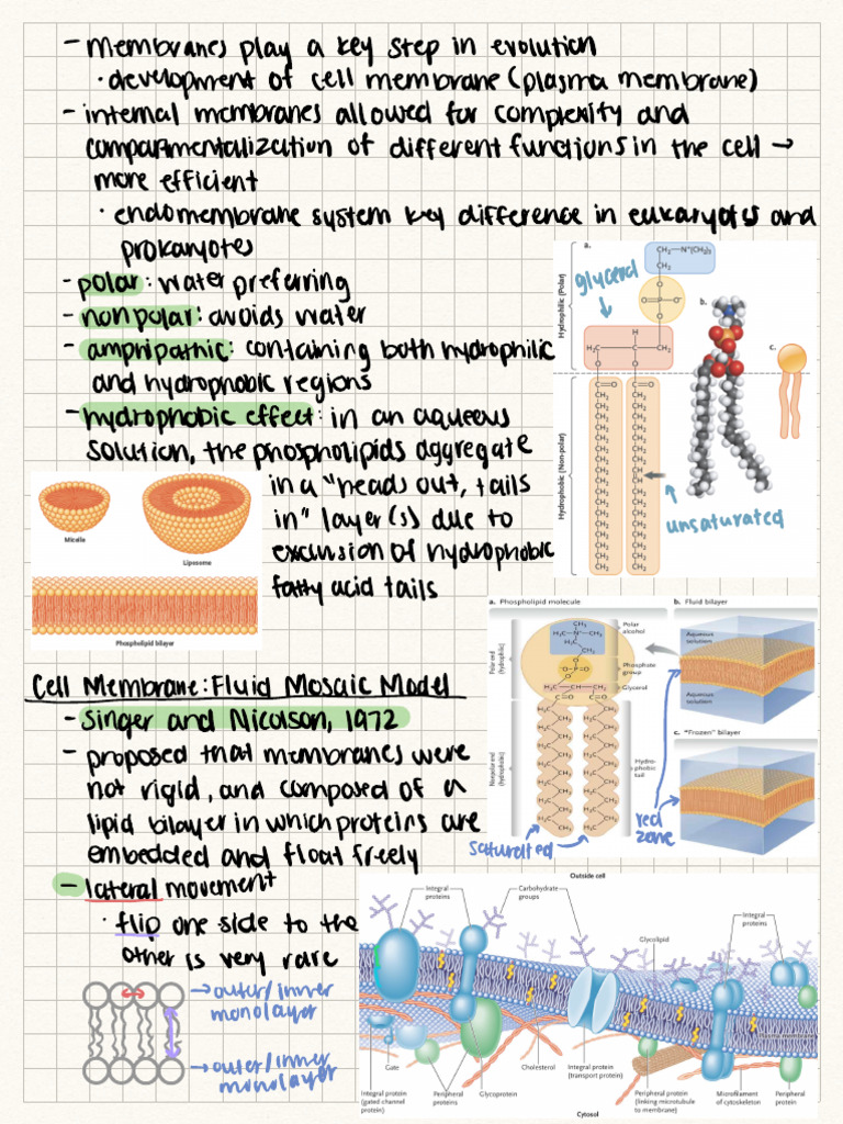 Chapter 4 - Membrane Structure | PDF | Cell Membrane | Lipid Bilayer