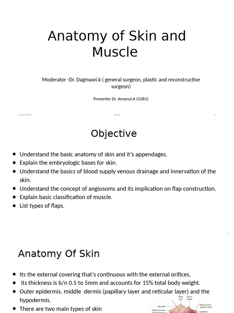 Skin and Muscle Anatomy Overview | PDF | Epidermis | Skin