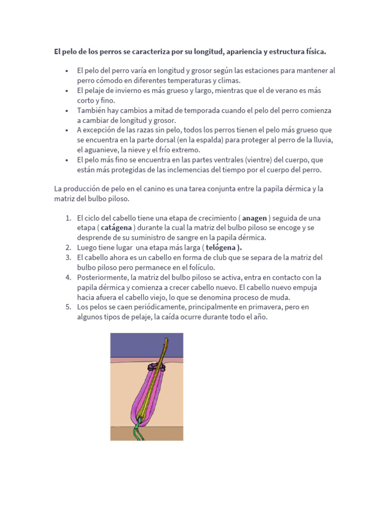 Estructura y tipos de pelo en perros | PDF | Anatomía | Órgano (anatomía)