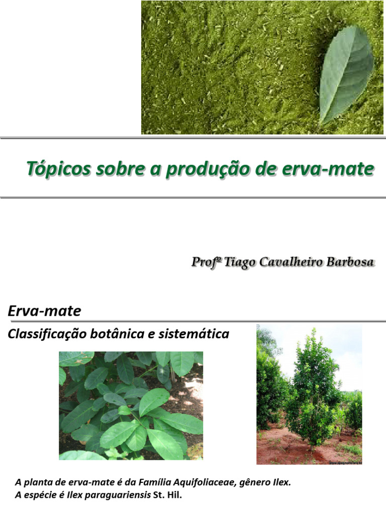 Erva Mate | PDF
