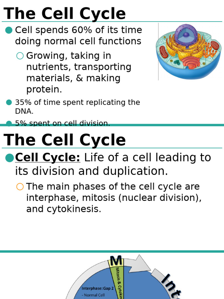 Mitosis Notes | PDF | Mitosis | Cell Cycle