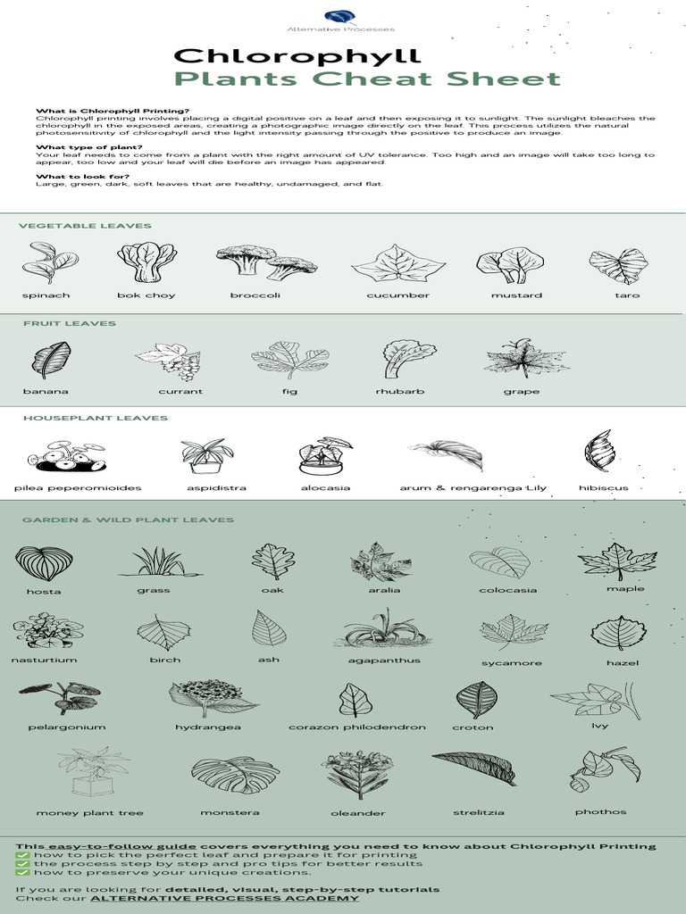 Chlorophyll Cheat Sheet | PDF
