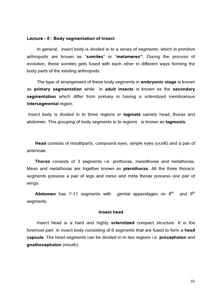 Insect Body Segmentation Guide | PDF | Insects | Arthropodology