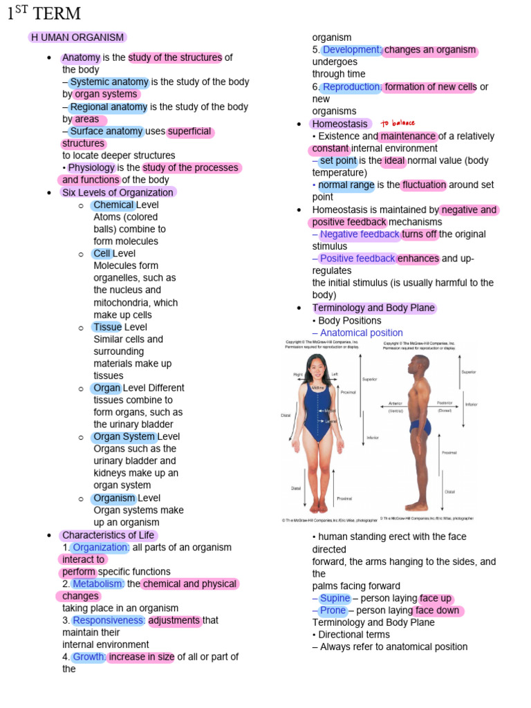 ANAPHY_20REVIEWER | PDF | Epithelium | Anatomical Terms Of Location