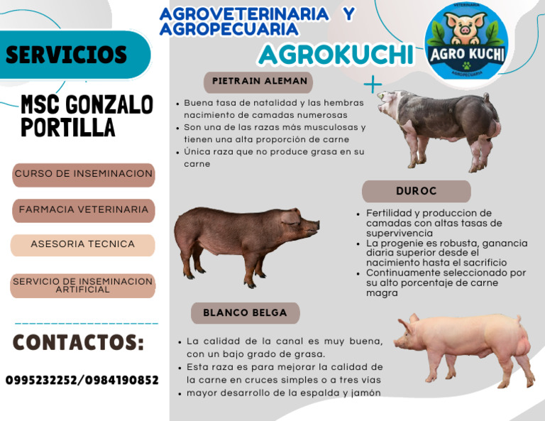 Razas de Cerdos | PDF