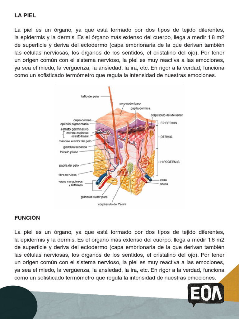 La Piel y Biotipos Cutáneos | PDF | Piel | Epidermis