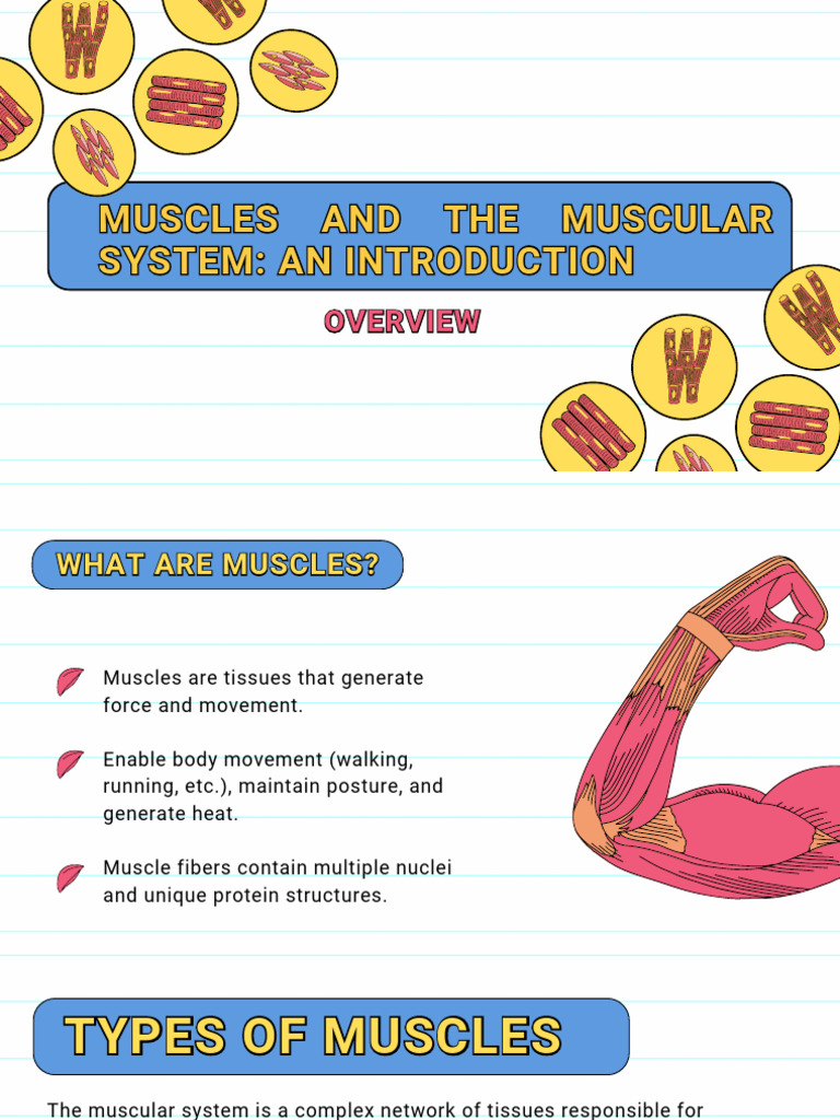 Muscular-System-Presentation- | PDF | Muscle | Muscle Contraction
