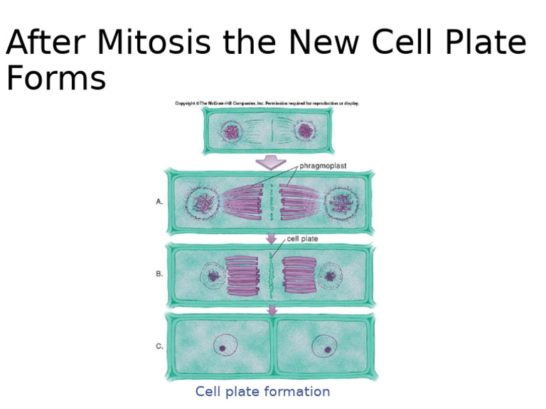 Cell Plate Formation | PDF