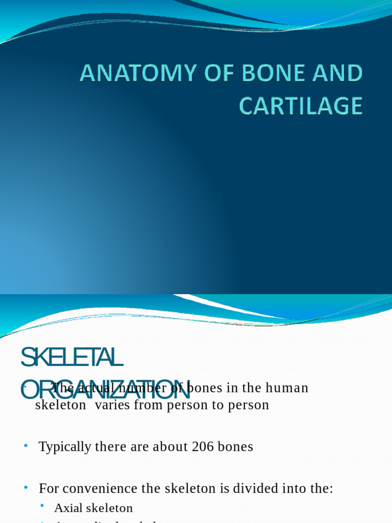 Anatomy of Bone and Cartilage | PDF | Bone | Cartilage