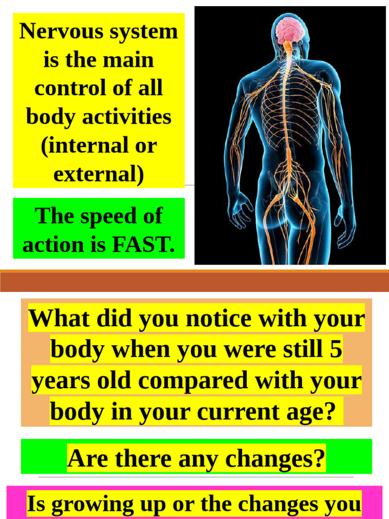 4 Endocrine System Full | PDF | Endocrine System | Thyroid