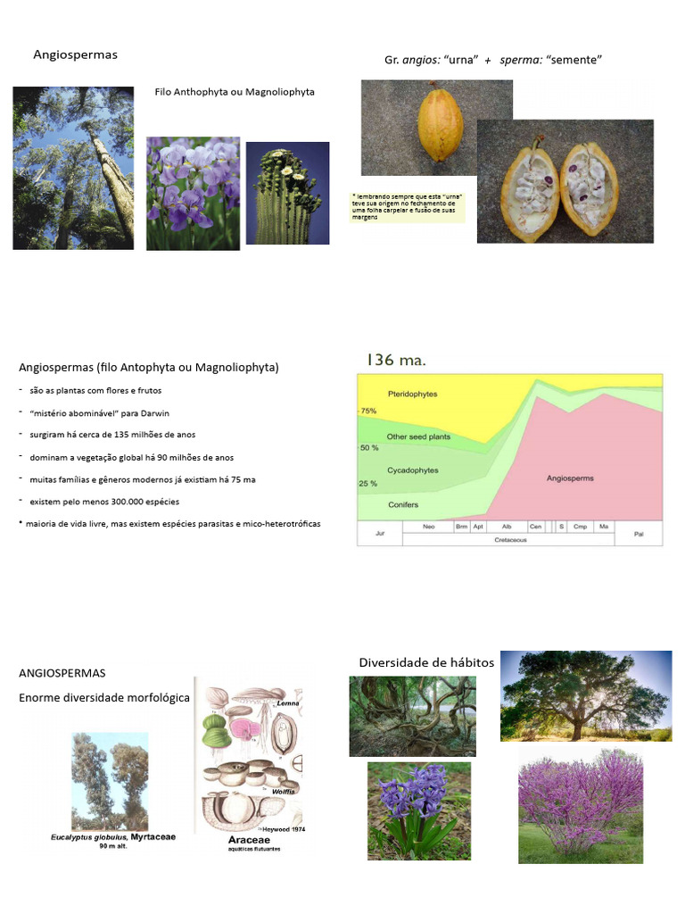 Angiospermas I EAG 2023 | PDF | Botânica | Morfologia vegetal