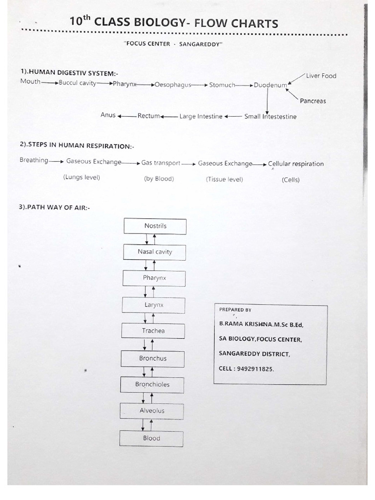 10th BIO EM FLOW CHARTS | PDF