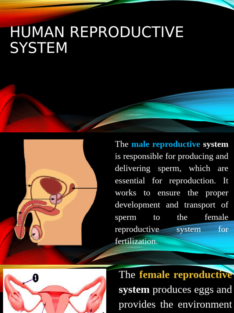Human Reproductive System. Grade 10 Science | PDF | Reproductive System ...