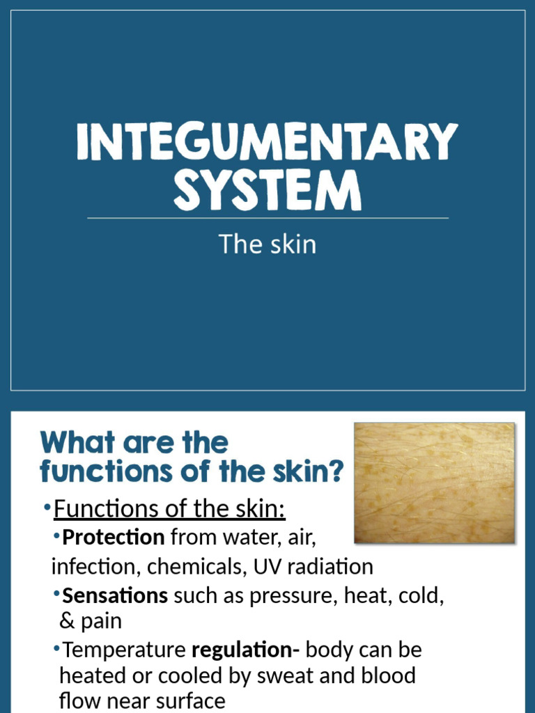 Integumentary+System+PPT | PDF | Skin | Epidermis