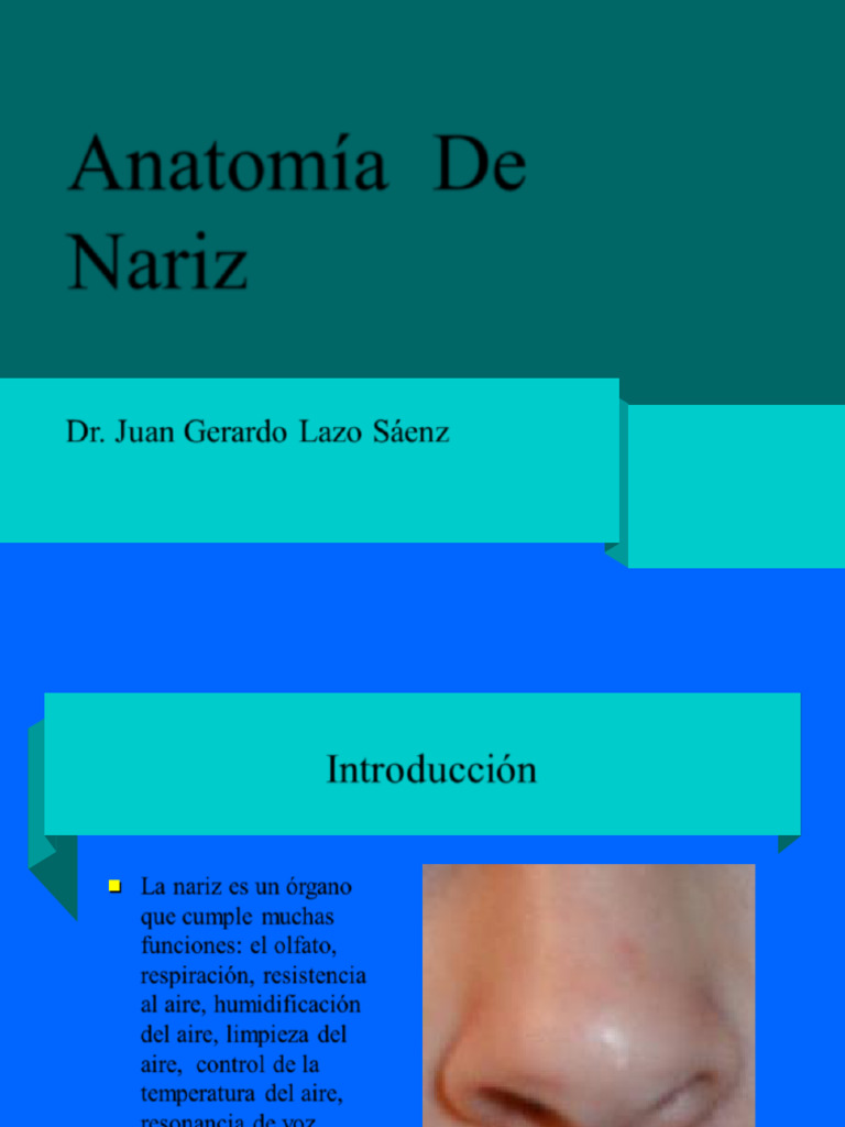 Anatomía Completa de la Nariz | PDF | Nariz humana | Anatomía