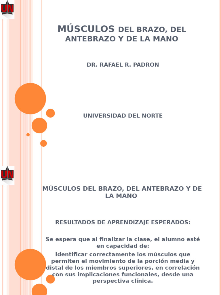 Anatomía de Músculos del Antebrazo | PDF | Mano | Codo