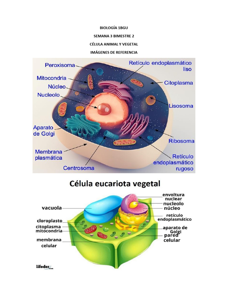 s3b2-biologia-1bgu-célula-animal-y-vegetal (1) | PDF