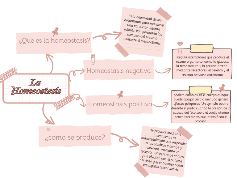 Mapa conceptual de la homeostasis | PDF | Homeostasis | Fisiología