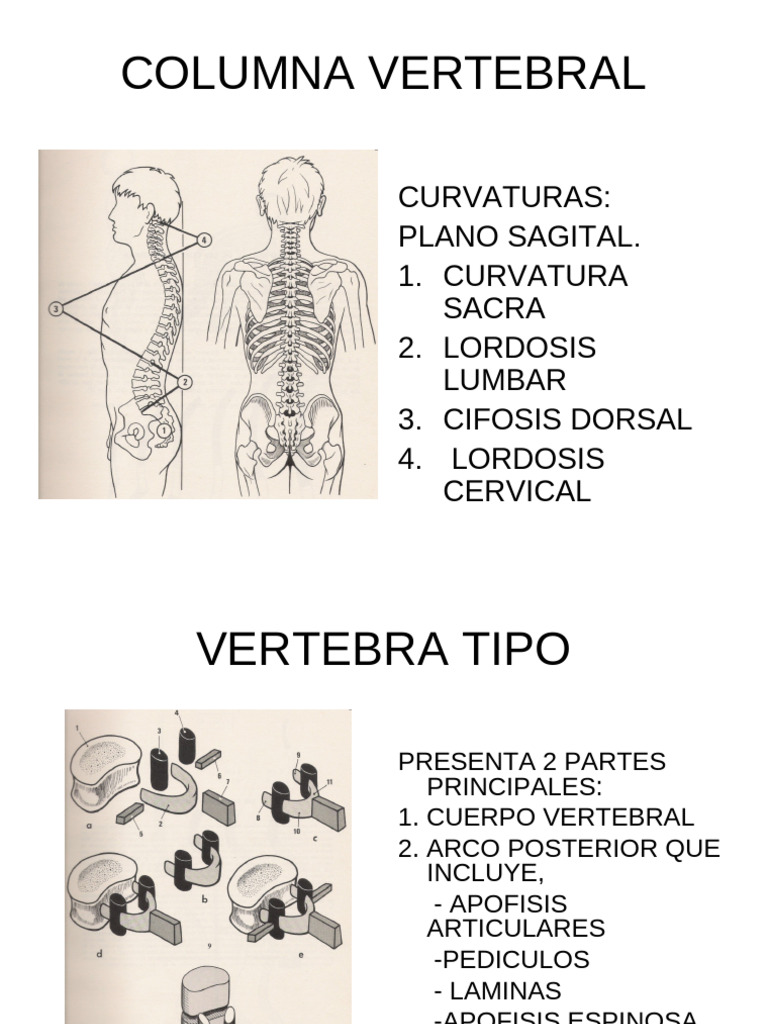Anatomía y Función de la Columna Vertebral | PDF | La columna vertebral ...
