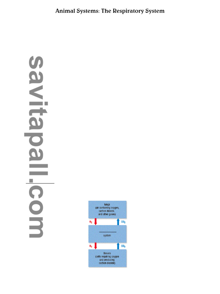 Respiratory System | PDF | Respiratory Tract | Lung