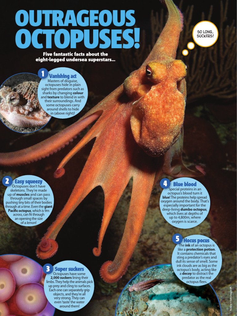 Octopus Primary Resource. | PDF | Octopus | Zoology