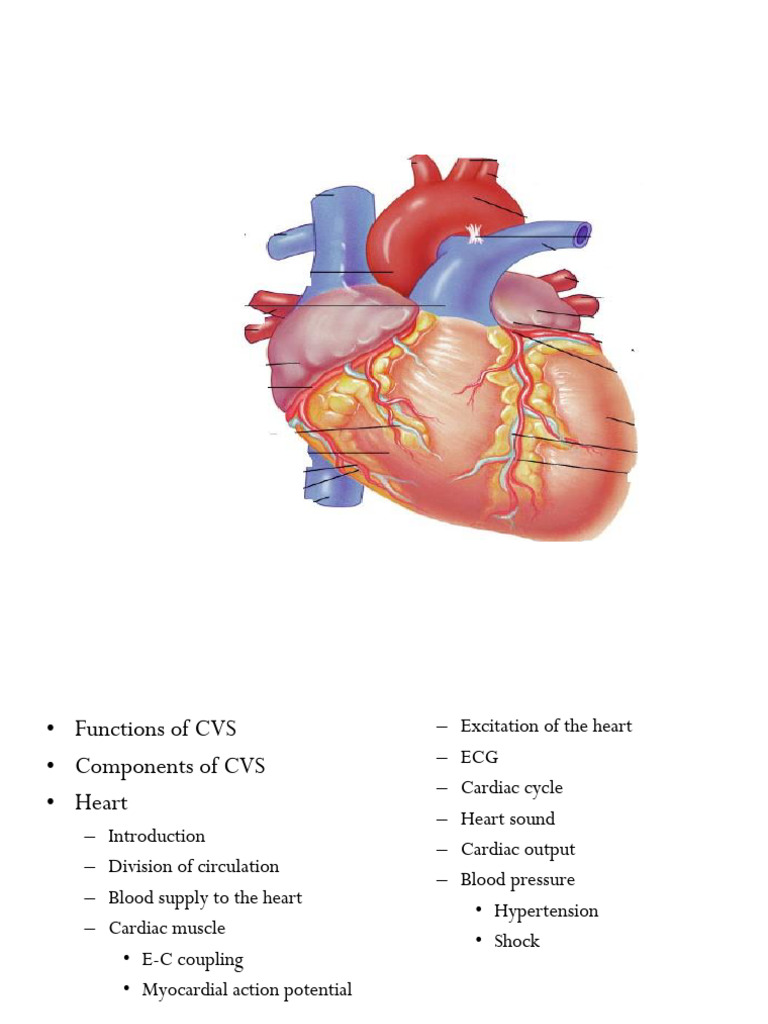 physiology of CVS | PDF | Heart Valve | Heart